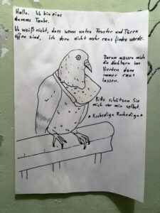 Taube im Haus? Was wirklich hilft: